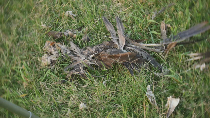 A Dead Bird or Remains Stock Footage Video (100% Royalty-free) 6967138 ...