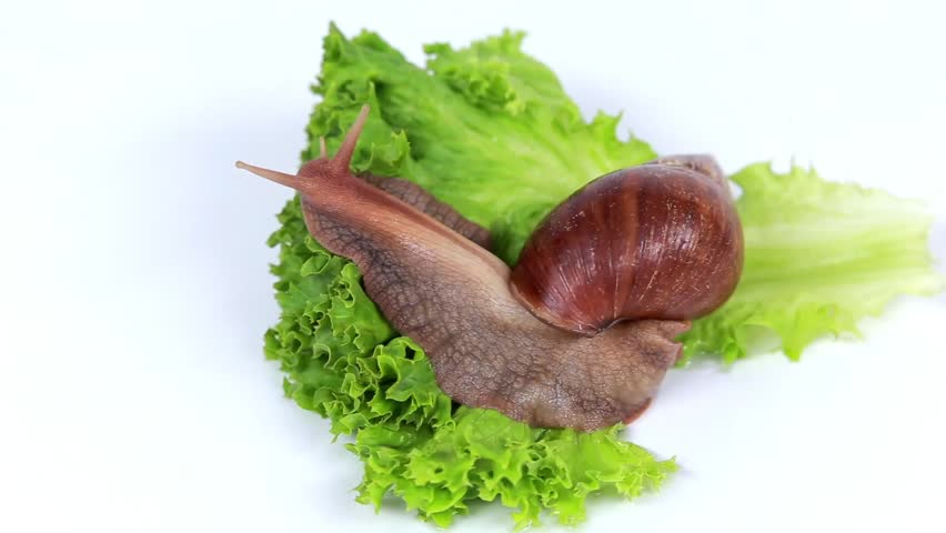 Snails Eat Lettuce, Timelapse Stock Footage Video 5795984 | Shutterstock