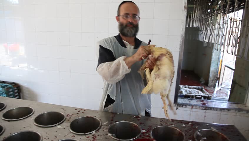 JERUSALEM - OCTOBER 06: Orthodox Jew Swings A Live Chicken Over One's ...