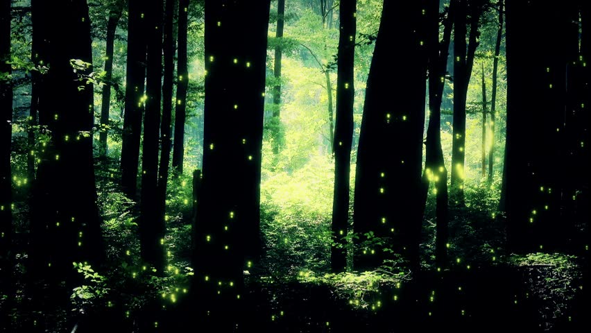 4k Fairy Tale Magic Forest Stock Footage Video (100% Royalty-free ...