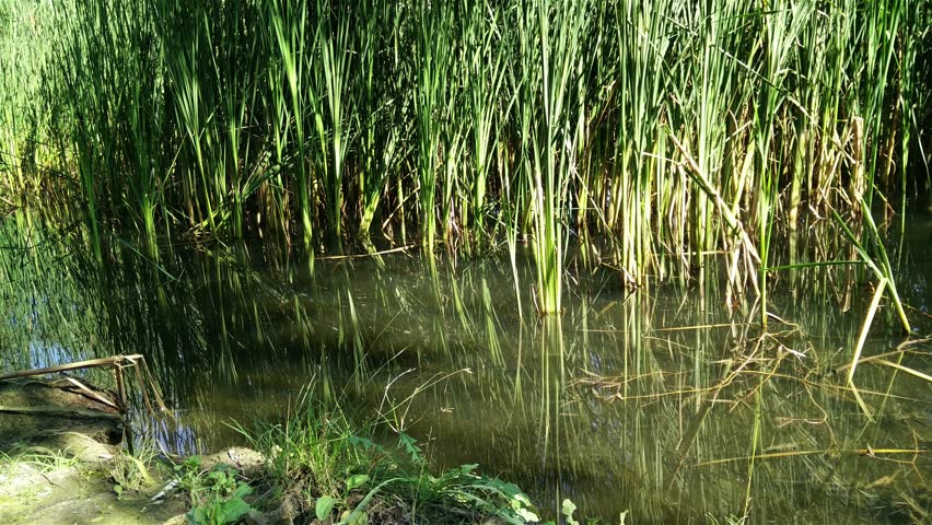 Man Mowing Grass On The Lawn 動画素材 11607551 | Shutterstock