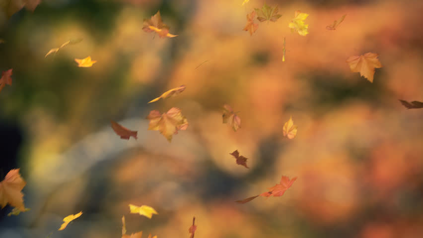 1035 Fall Trees Falling Leaves And Rainbow Storm Stock Footage Video ...