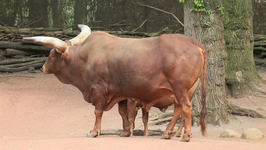 Water Buffalo Ox With White Bird 01 Stock Footage Video 908947 ...
