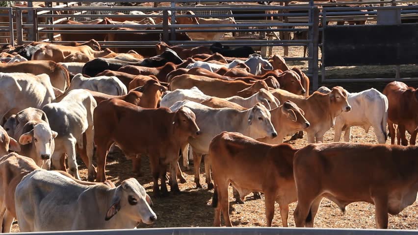 Stock video of brahman beef cattle cow livestock in | 7439098 ...