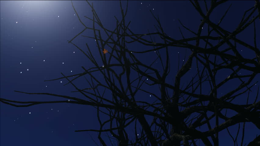 Stock video of stars twinkle in the night sky,leaf | 751288 | Shutterstock