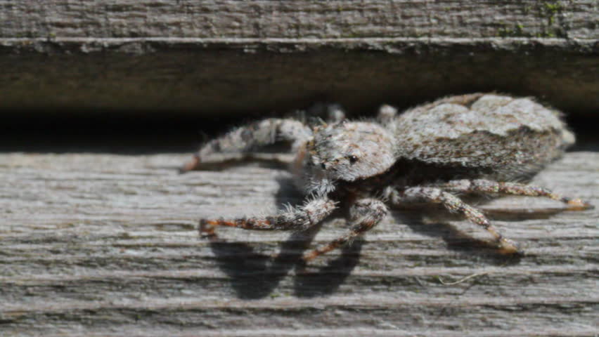 Stock video of jumping spider facing left, spins quickly | 757048 ...