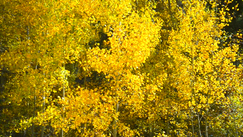 Mimosa. Mimosa Spring Flowers Easter Background. Blooming Mimosa Tree ...