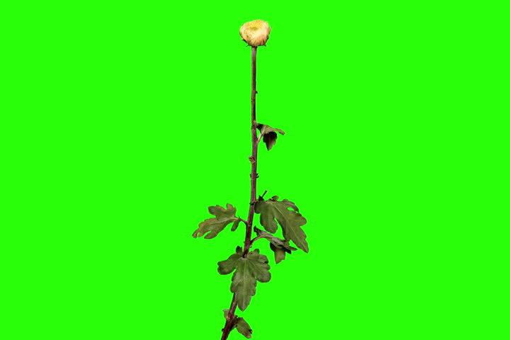 Blooming Green Roses Flower Buds Green Screen, FULL HD. (Rose Super ...
