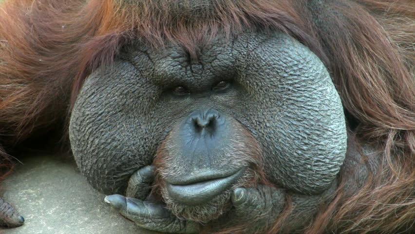 The Face With Excellent Cheeks Close Up Of Orangutan Male, Chief Of A ...