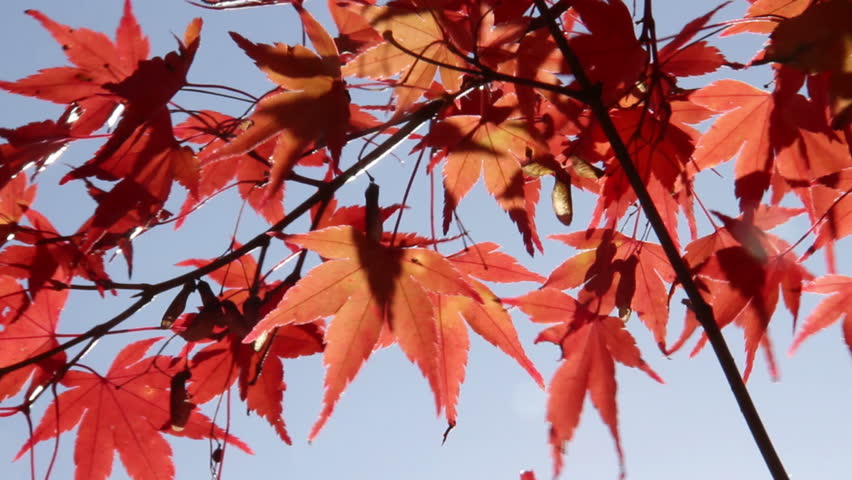 Close-up Backlit Branch of Rustling Stock Footage Video (100% Royalty ...