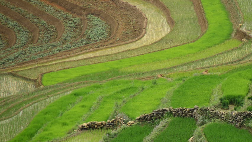 Top View Or Aerial Shot Of Fresh Green And Yellow Rice Fields.Longsheng ...