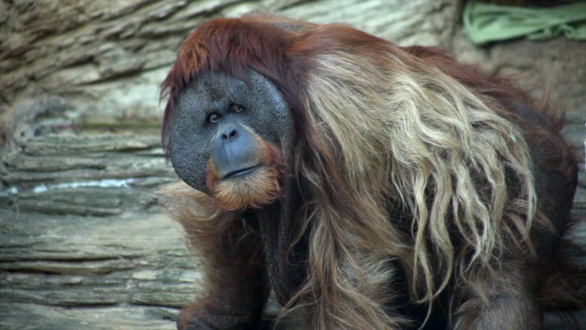 Expressive Lips Of An Orangutan Male, Great Ape With Amazing Cheeks ...