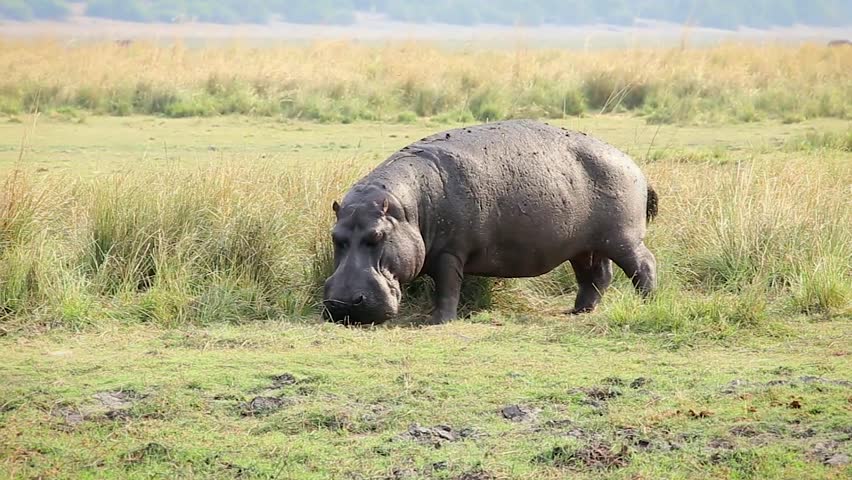 Wild Hippos (Hippopotamus Amphibius) Feed & Mark Territory By Spraying ...