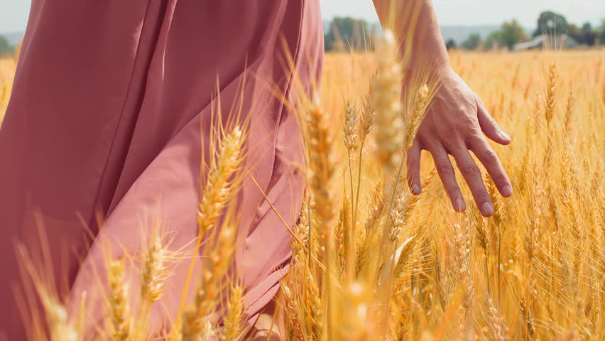 Womans Hand Running Through Wheat Stock Footage Video (100% Royalty ...
