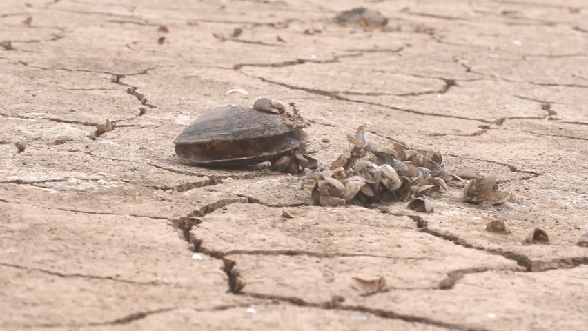 Sea Drought Change of Climate Stock Footage Video (100% Royalty-free ...