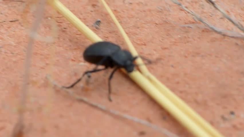 Dung Beetle Bottom of the Stock Footage Video (100% Royalty-free ...