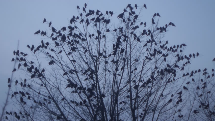 Crow sitting in the tree image - Free stock photo - Public Domain photo ...