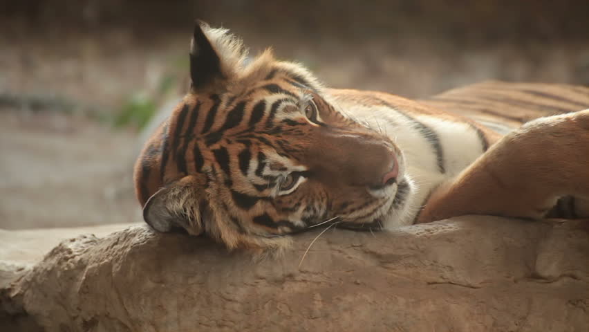 Bengal Tiger is Sleeping, and Stock Footage Video (100% Royalty-free ...