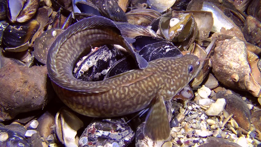 Marine Fish Shore Rocking (gaidropsarus Stock Footage Video (100% ...