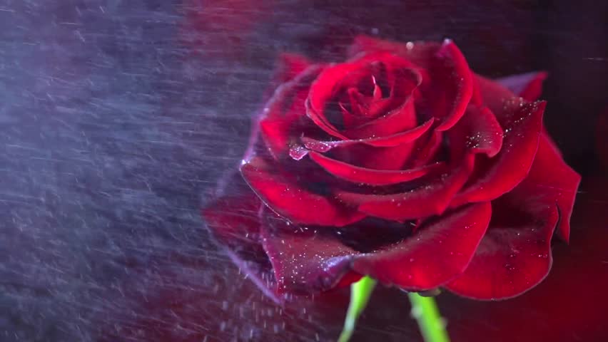 Stock Video Clip of Red Rose Flower close up with water | Shutterstock