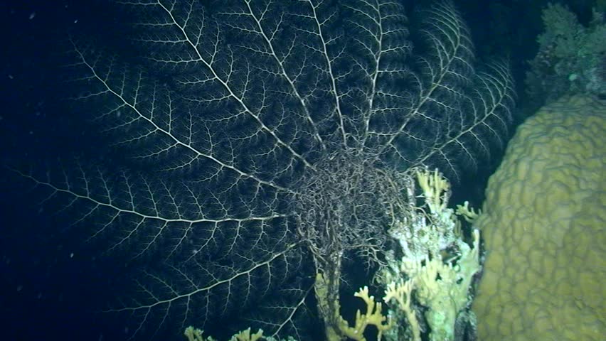 Stock Video Clip of Invertebrate echinoderm Naked basket star (Astroboa ...