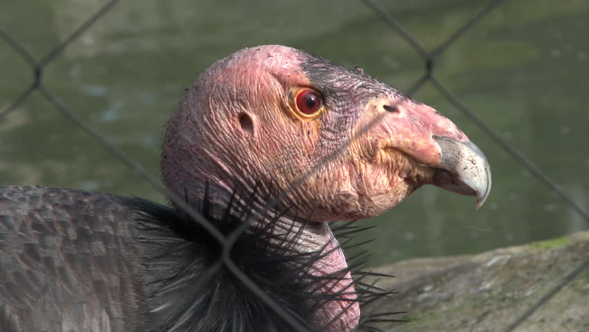 Large California Condor Feeding On Stock Footage Video (100% Royalty ...