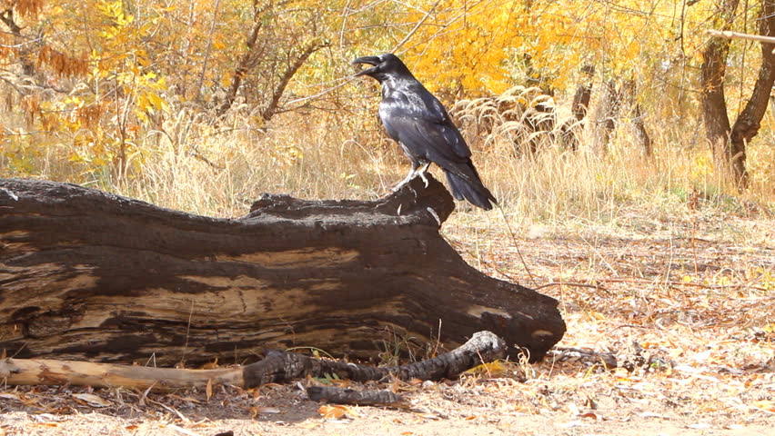 Talking Clever Bird Crow Stock Footage Video (100% Royalty-free ...