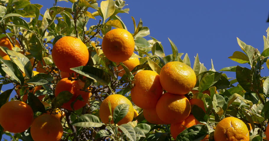 Stock Video Clip of full of mandarin tree in sunny malaga | Shutterstock