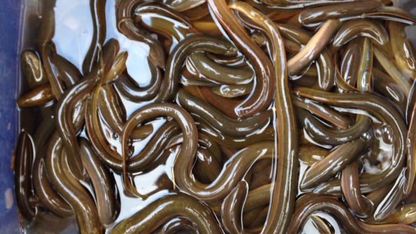 Eels Stock Footage Video (100% Royalty-free) 8869768 | Shutterstock
