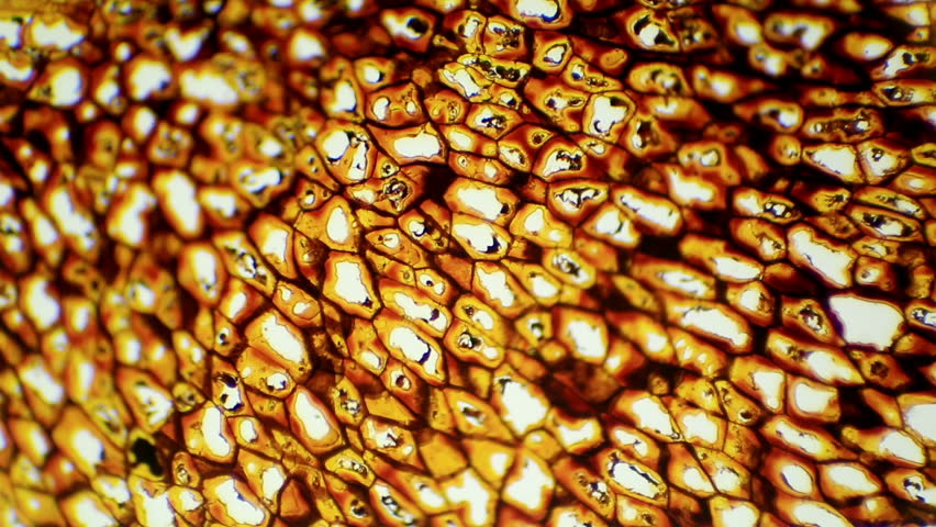 Plasmodesmata Slice Under The Microscope, (Plasmodesma Sec.), Full HD ...
