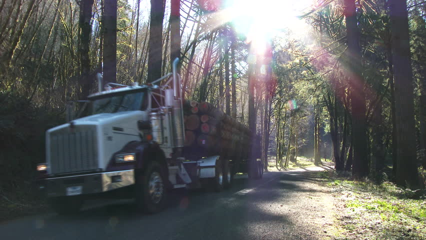 Logging Truck With Full Load Of Fresh Cut Timber Driving Up Forest Road ...