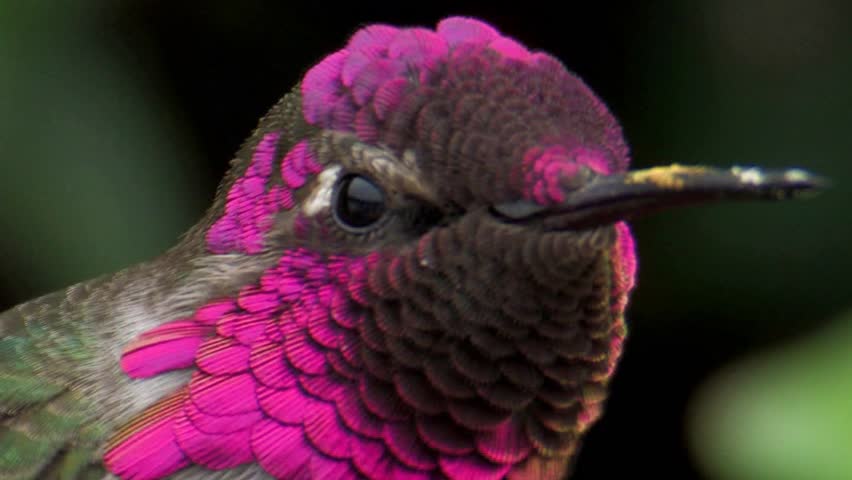 Stockvideo van anna's hummingbird showing its iridescent feathers ...