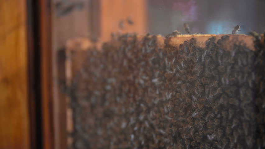 Open Beehive On Display for Stock Footage Video (100% Royalty-free ...