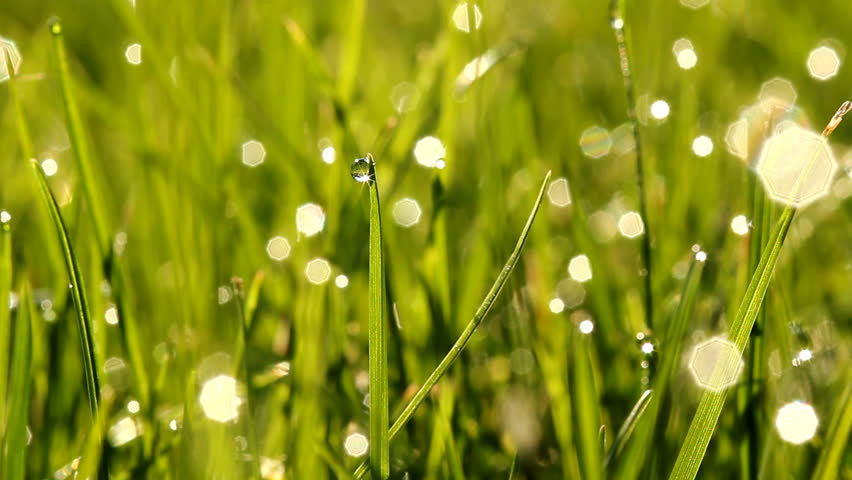 Dew Drops In Lights On Green Grass. Stock Footage Video 2324951 ...