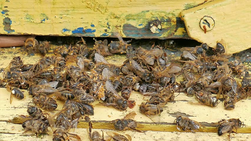 Hive Collapsed Stock Video Footage - 4K and HD Video Clips | Shutterstock