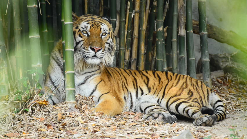 Tiger Lying In Bamboo Forest, The Beautiful Animal And Very Dangerous ...