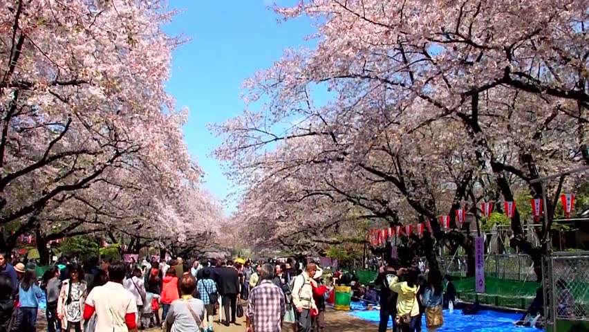 TOKYO, JAPAN - APRIL 4: Cherry Blossoms Festival In Ueno Park On April ...