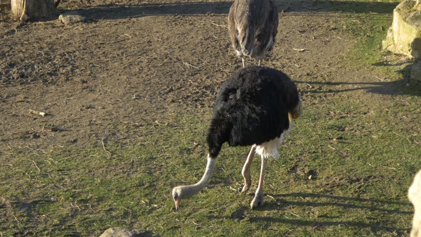 4k Ostrich Close up in Stock Footage Video (100% Royalty-free) 9241688 ...