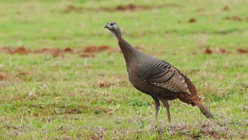 Stock video of wild turkey (meleagris gallopavo) hen clucking | 9254228 ...