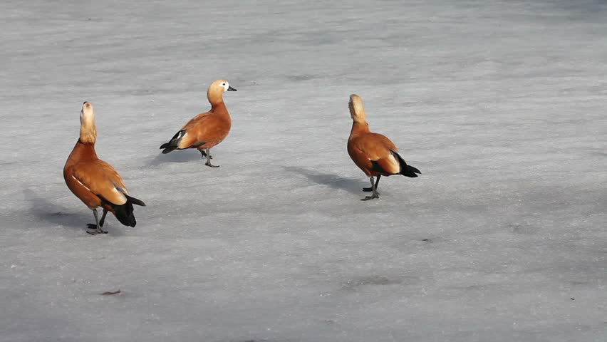 Ruddy Shelduck. Red Ducks On Stock Footage Video (100% Royalty-free ...