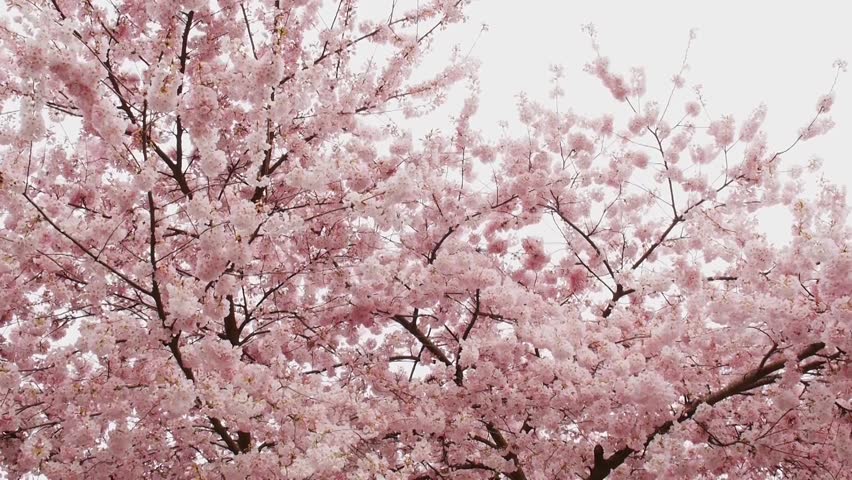 Cherry Trees, Stanley Park, Vancouver BC Canada Stock Footage Video ...