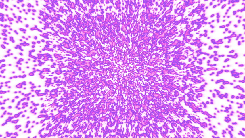 Fish Blood Cell Under A Microscope (Blood Smear Fish), Full HD Stock ...