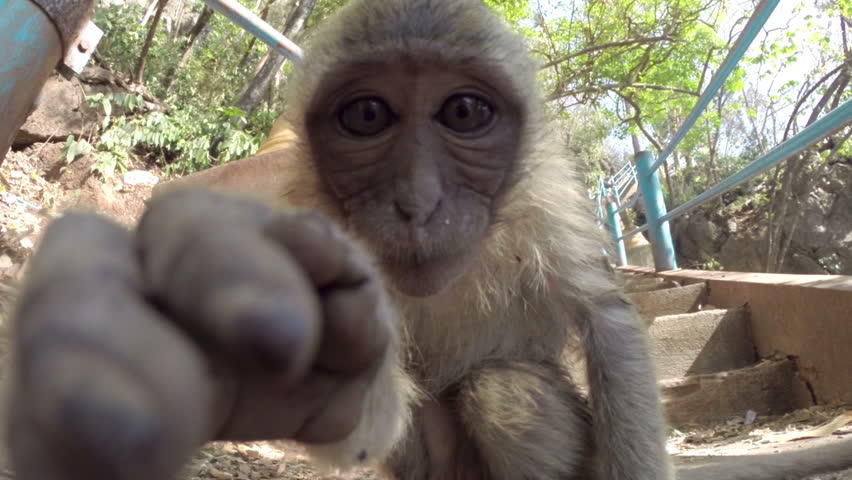 Wild Monkey Crawling On Tree Canopy, Shot From Below, Camera Pan, Tilts ...