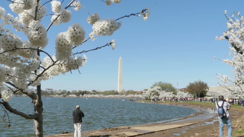 Cherry Blossoms and Lake By Stock Footage Video (100% Royalty-free ...