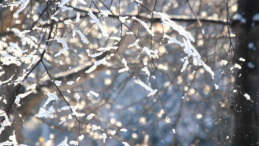 Stock video of real snow and frost falling hd | 976198 | Shutterstock
