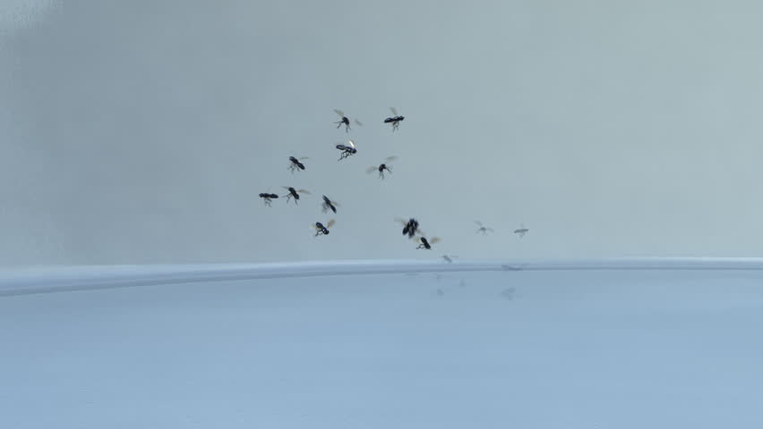 Swarm of Flies Buzzing with Stock Footage Video (100% Royalty-free ...