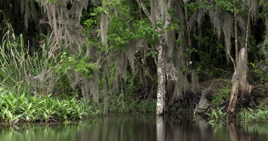 Everglades National Park Cypress Swamp Rain. Everglades National Park A ...